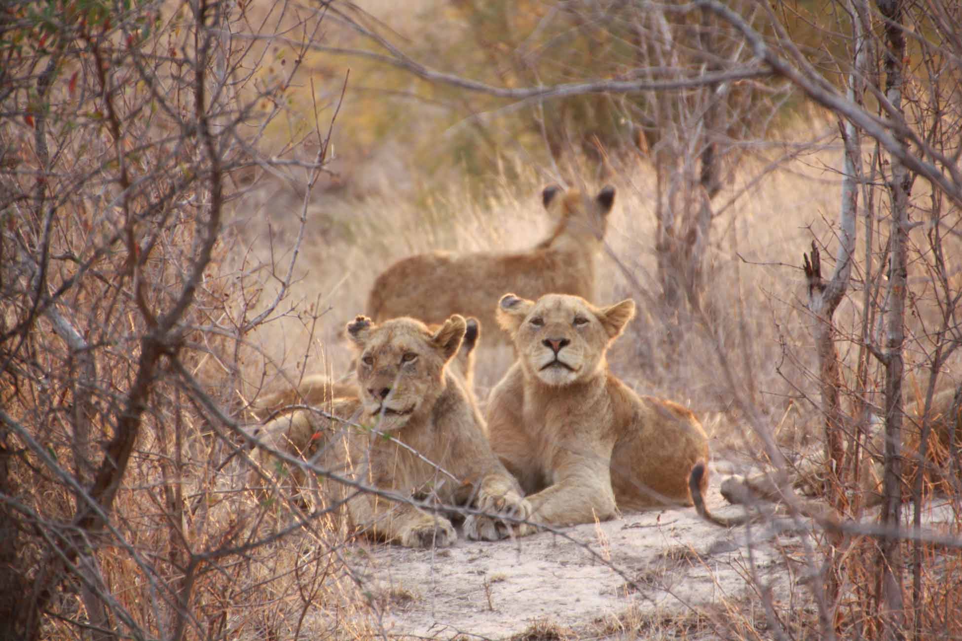 Panthera Leo Azandica